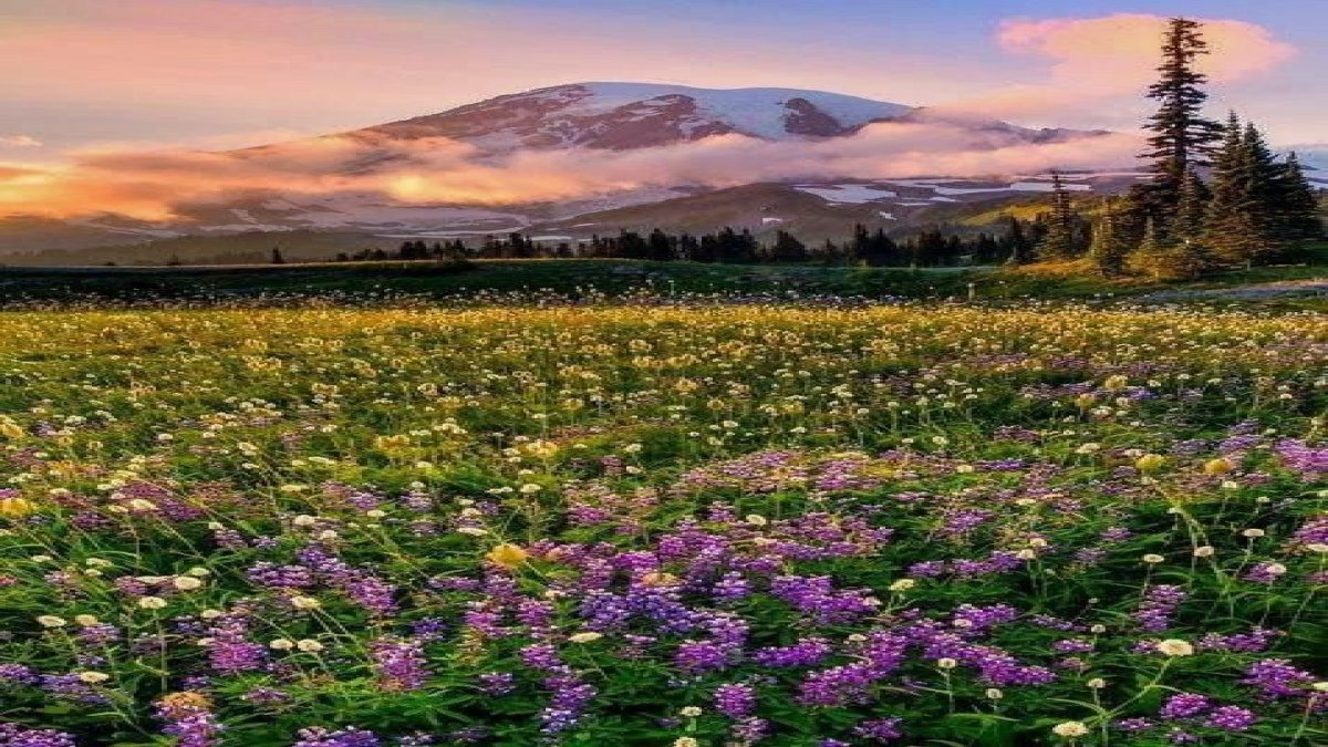 Your life in the countryside in the 90s🌾💐💐 - Quiz.Postjung.com