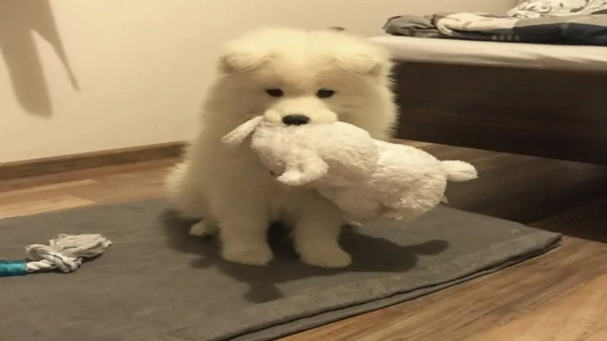 เมื่อคุณเป็นแฟนมาเฟีย - Quiz.Postjung.com